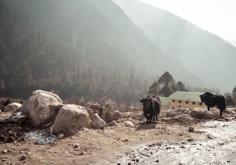 Sikkim Darjeeling Tour 4nights/5days | Unique Getaways, Activities ...
